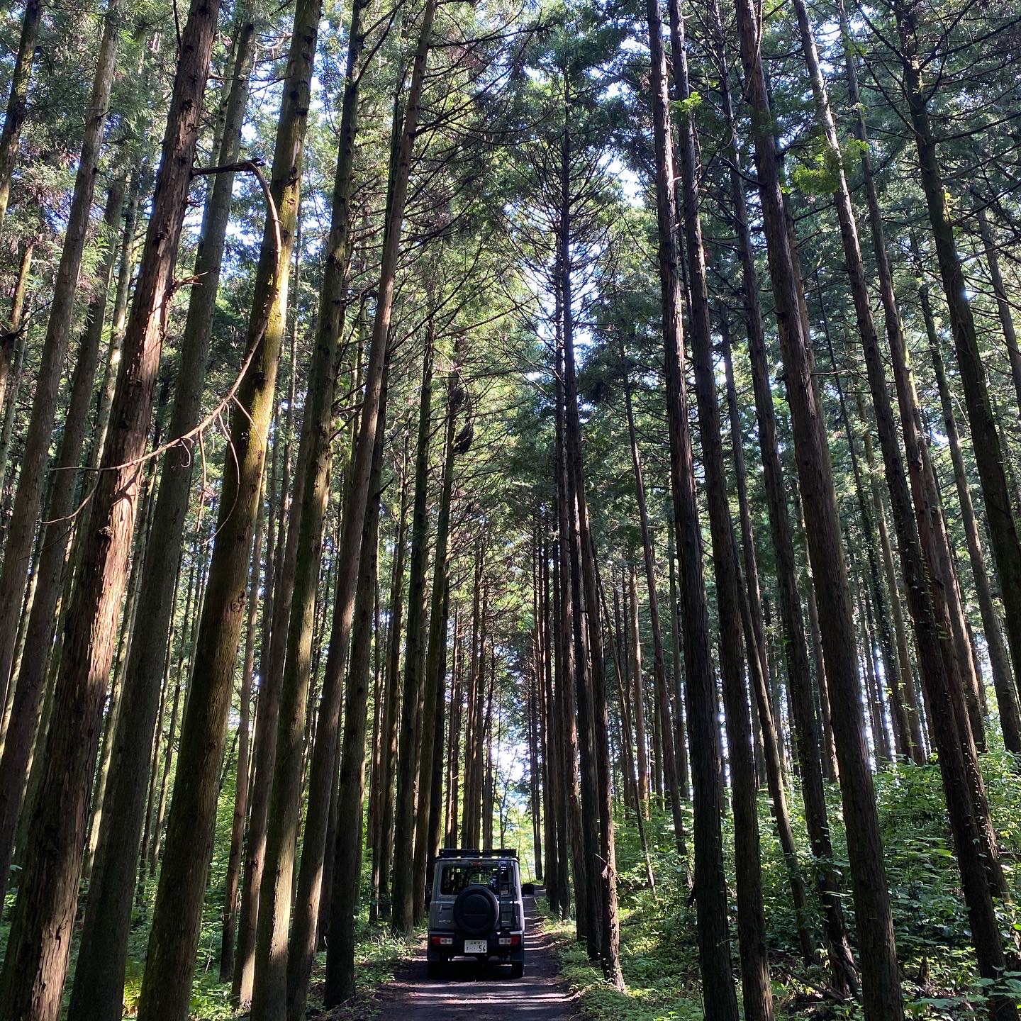 Forest | WORKS | MIYAGAKI KENSETSU